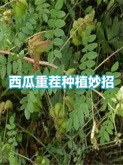 西瓜种植方法和技术图标