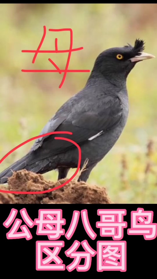 八哥鸟叫声图标