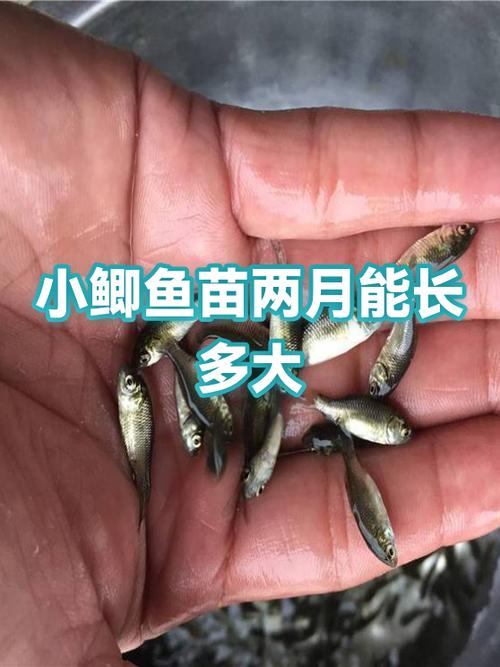 2一3厘米鲫鱼苗一年能长多大截图