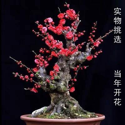 乌梅梅花