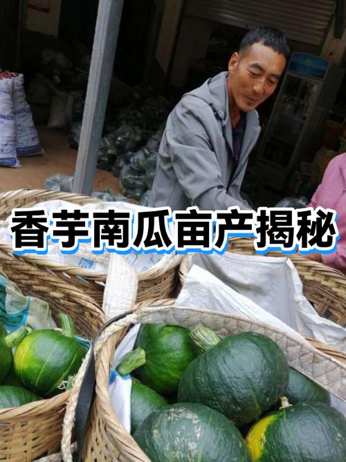 种植香芋南瓜赚钱吗