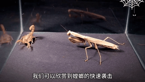 螳螂vs蝎子图标