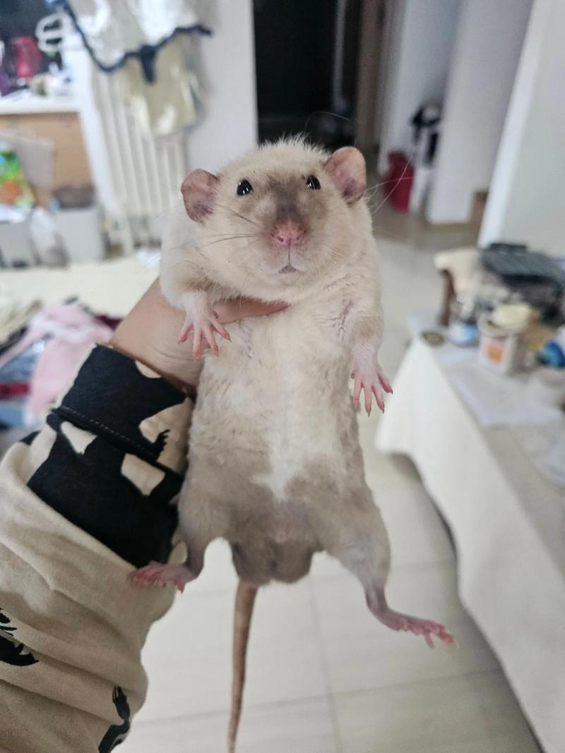 巨蛋仓鼠