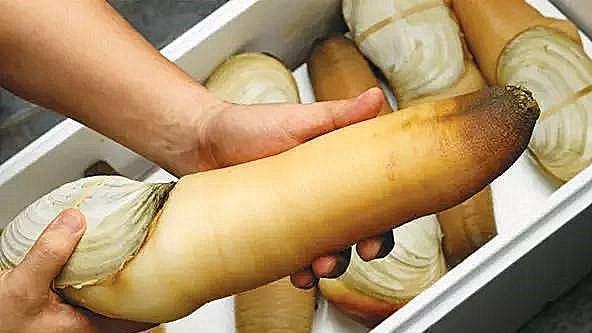 象拔蚌怎么处理才正确