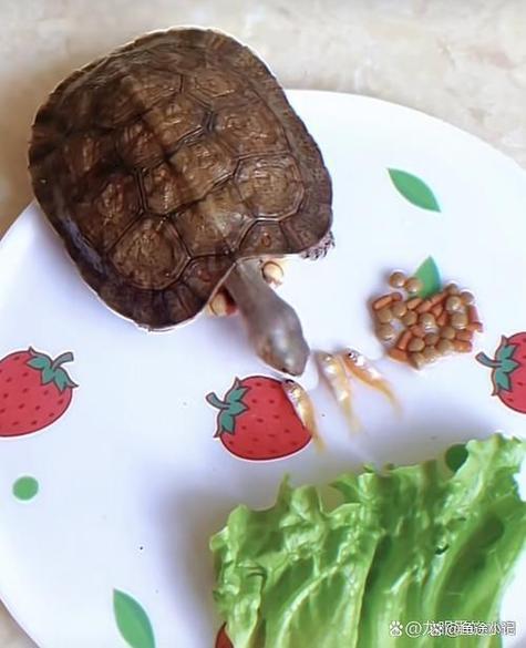 龟壳去肉最有效的方法图标