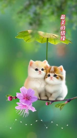 最美的情缘截图