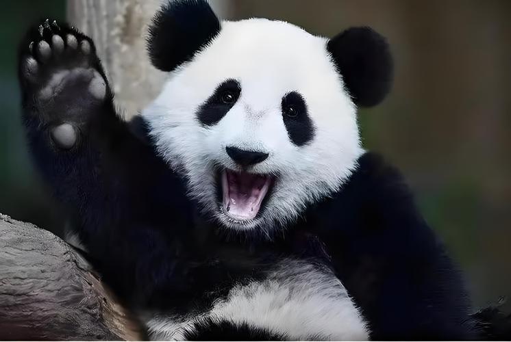 熊猫叫猫熊还是叫熊猫图标