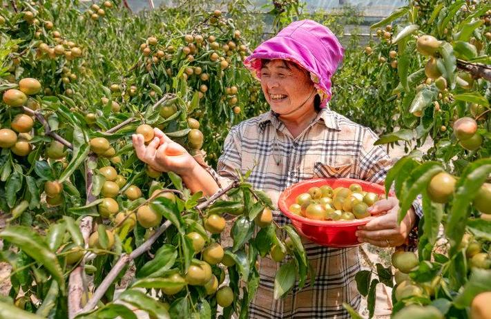 中国红枣第一县图标