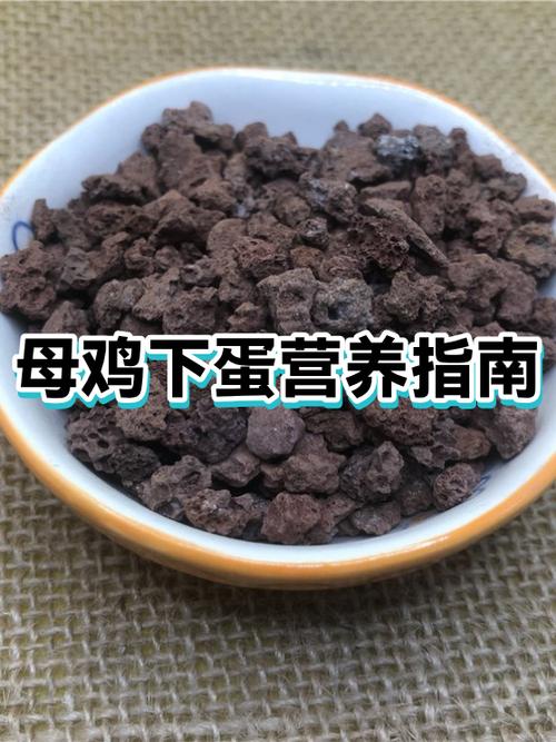 母鸡吃什么容易下蛋
