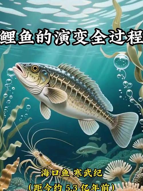 鲤鱼的讲解所有视频截图