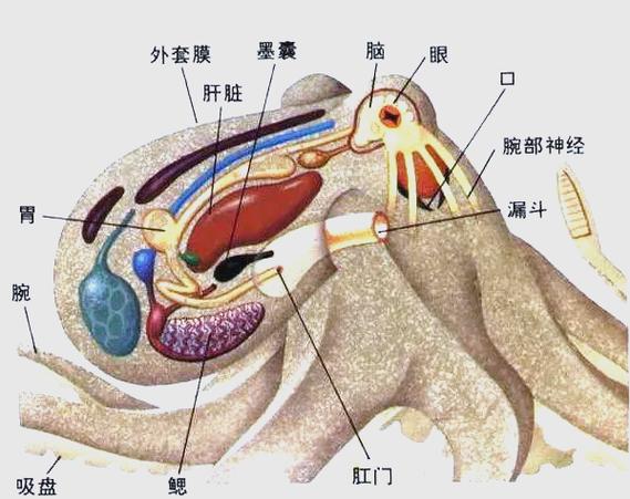 永生之物深海心脏图标