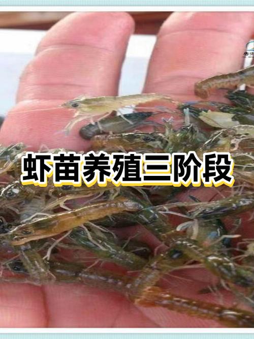 小龙虾养殖一亩地放多少虾苗图标