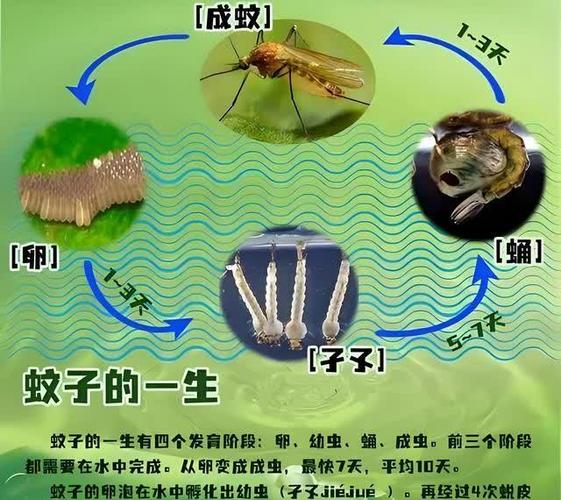 蚊子对人体的危害截图