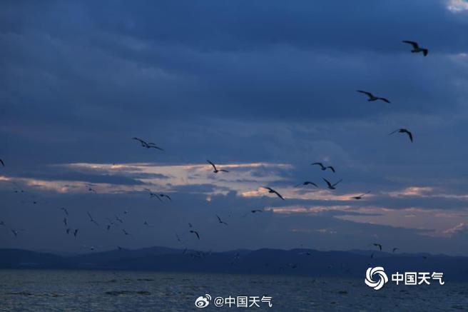 海鸥为什么会飞到云南