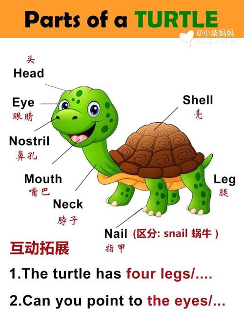 乌龟用英语图标