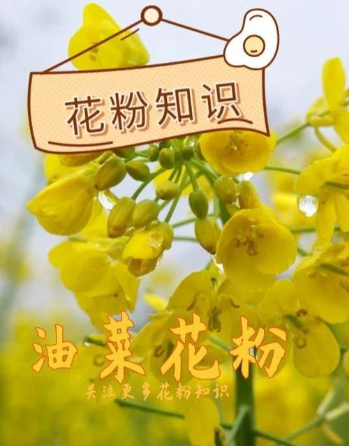 油菜花粉官网图标