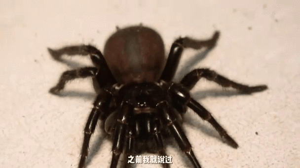 漏斗网蜘蛛vs巨人蜈蚣图标