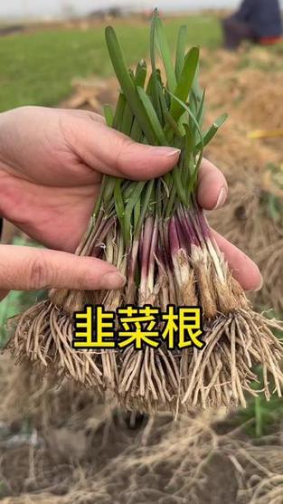 韭菜根多少钱一斤截图