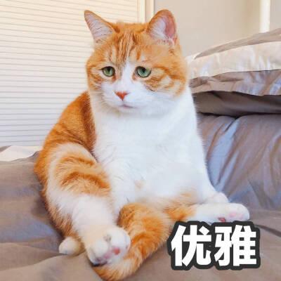超级搜索super喵喵喵图标