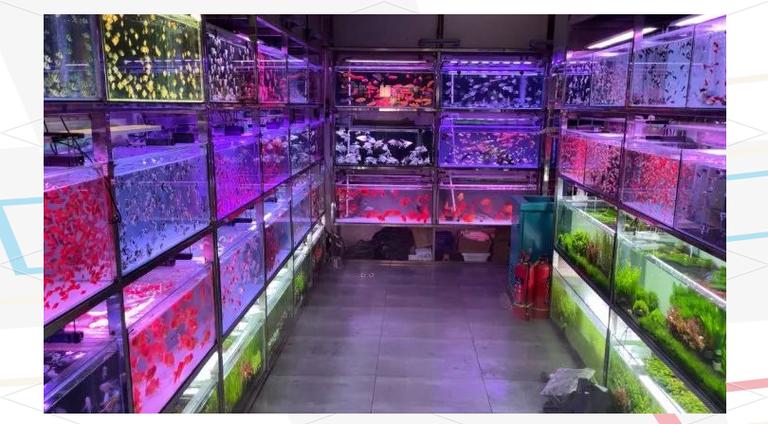 最近的观赏鱼市场截图