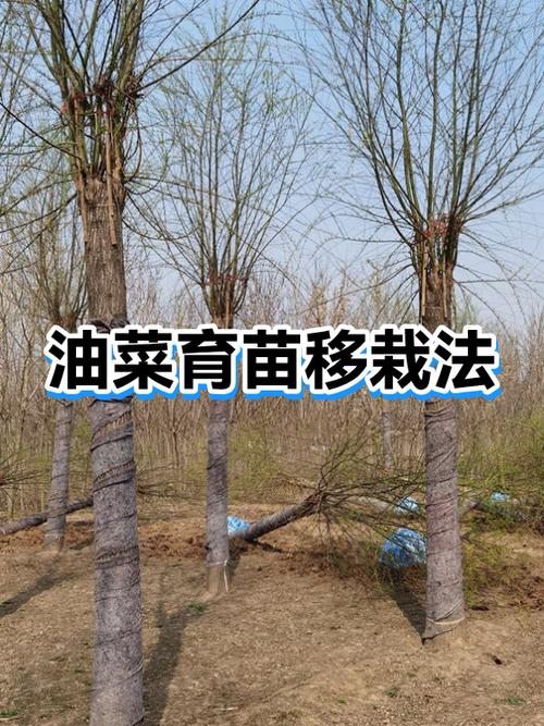油菜移栽方法截图