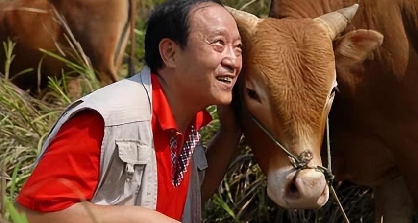 牛群视频