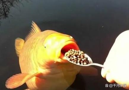 鱼不吃食一招教你解决截图
