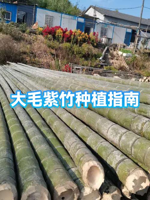 上海紫竹在哪个区图标