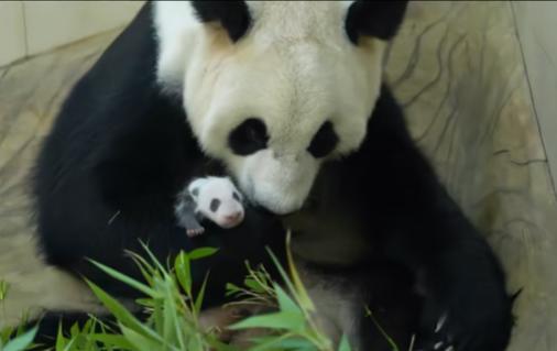 迷你世界的熊猫吃什么才能驯服图标