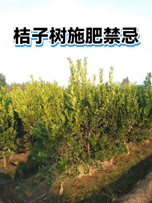 门前栽桔子树的大忌图标