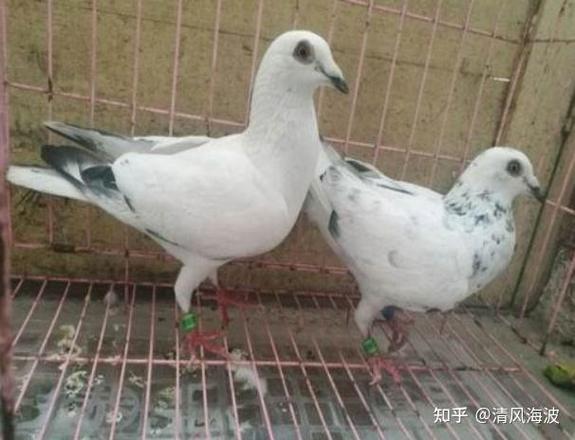 新疆翻翻鸽最好的配法图标