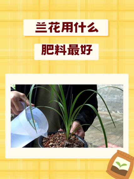 兰花肥料