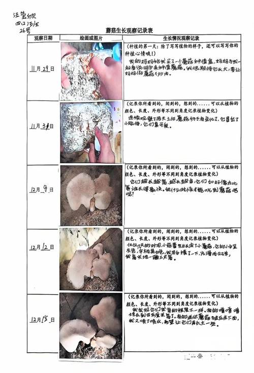 奇怪的蘑菇任务哪里接图标