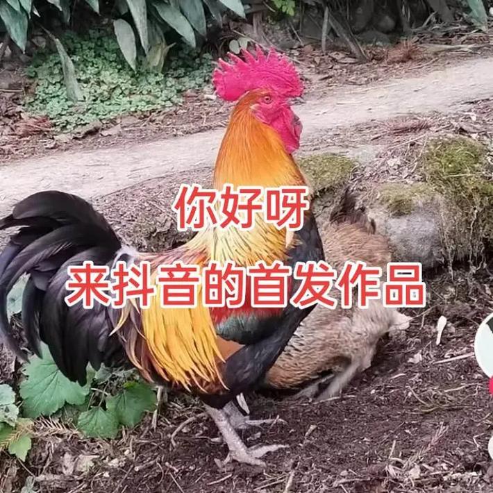 养鸡抖音号图标