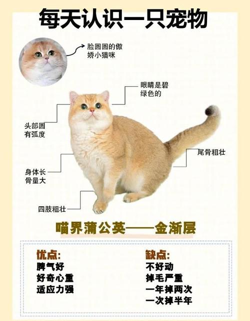 猫金渐层价格图标
