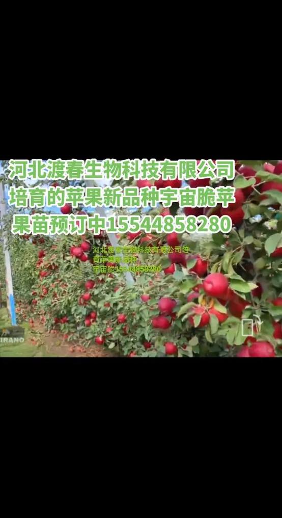 宇宙脆苹果品种介绍图标