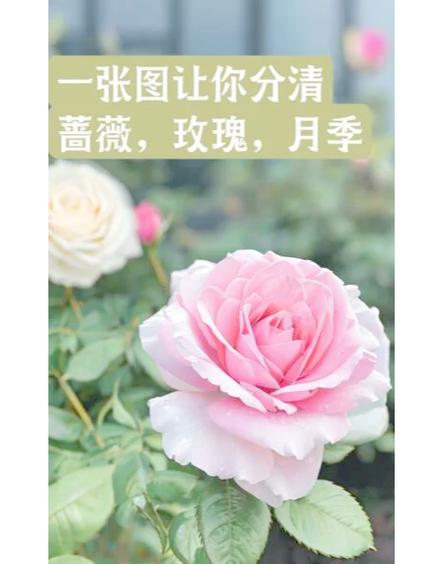 蔷薇花和玫瑰花的功效一样吗图标