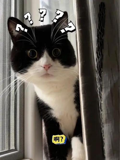 猫咪躲猫猫是在跟你玩图标