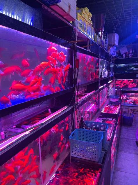 江北区的花鸟市场有哪些图标
