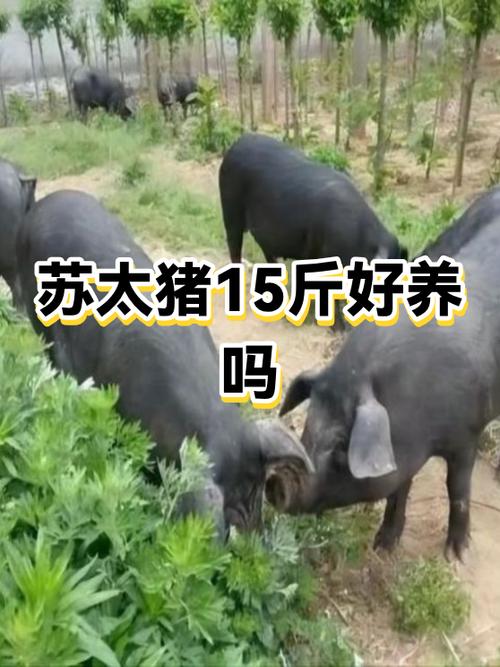 猪好养吗
