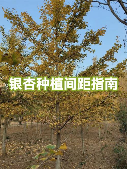 银杏管理截图
