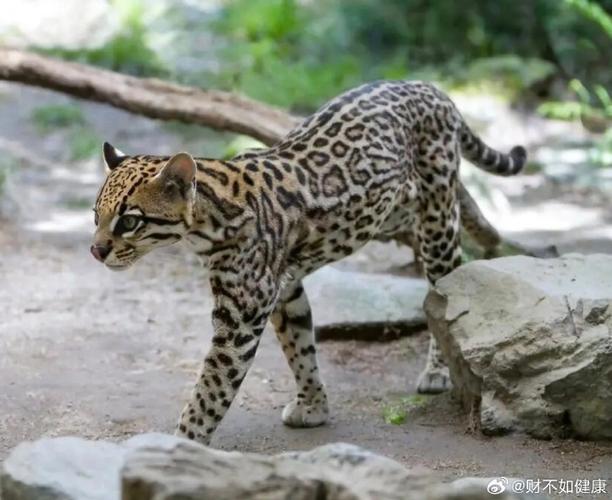豹猫能家养吗图标