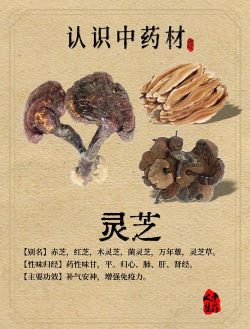 中药灵芝截图