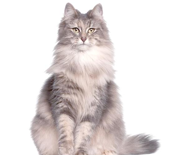 猫有几种品种图标