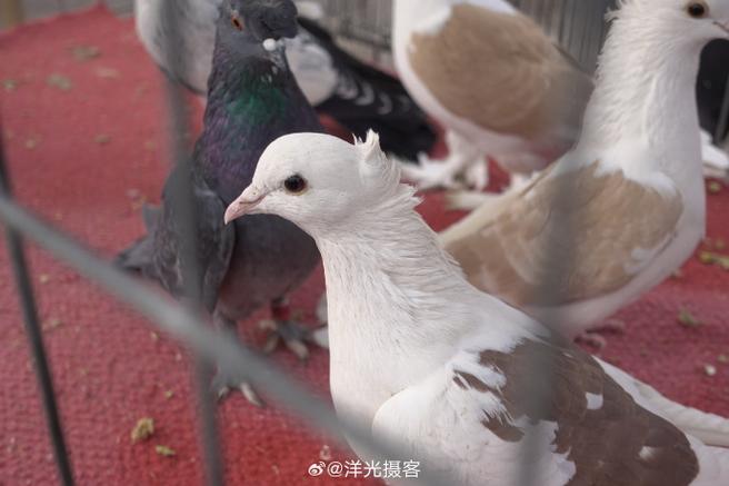 佛说鸽子不吉祥的原因截图