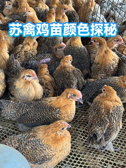 苏禽最建议买的三个品种图标