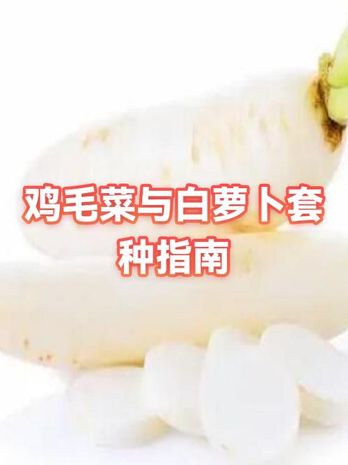 白萝卜能和胡萝卜一起吃吗图标