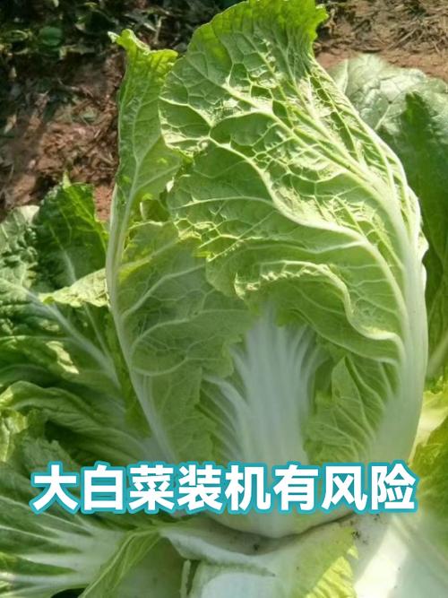 大白菜取消999赞助密码截图