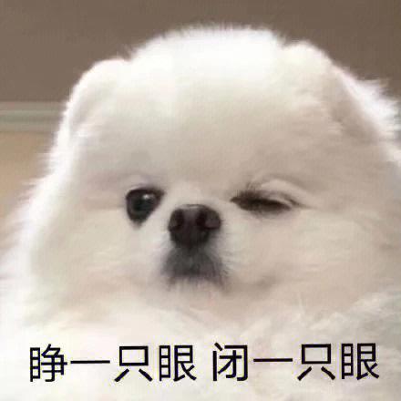 狗狗表情包大全图标