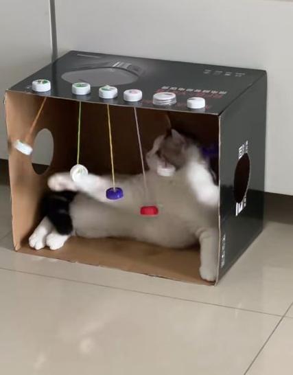 自制猫咪100种玩具截图